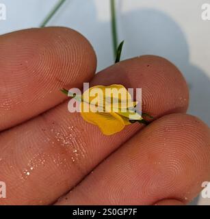 Viperina (Zornia bracteata Stock Photo - Alamy