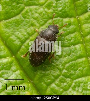 Short-winged Flower Beetles (Kateretidae Stock Photo - Alamy