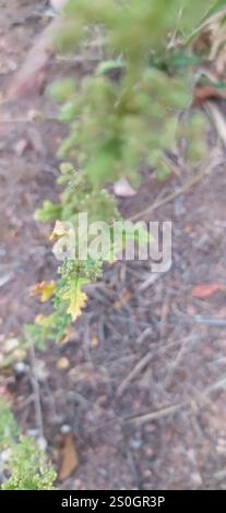 Jerusalem oak (Dysphania botrys Stock Photo - Alamy