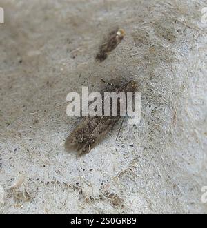 Dark Groundling (Bryotropha affinis Stock Photo - Alamy