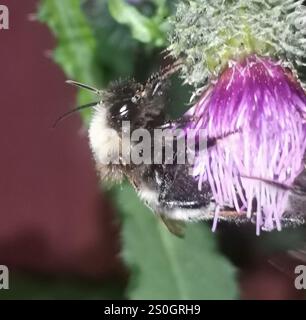 Bohemian Cuckoo Bumble bee (Bombus bohemicus Stock Photo - Alamy