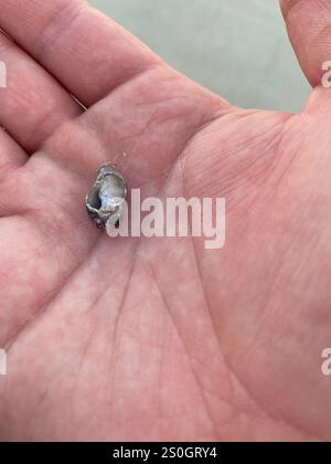 Eastern Mudsnail (Ilyanassa obsoleta Stock Photo - Alamy