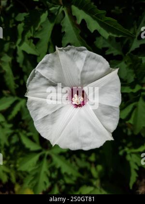 Alamo vine (Distimake dissectus Stock Photo - Alamy