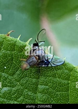 Spectacled Berry Fly (Anomoia purmunda Stock Photo - Alamy