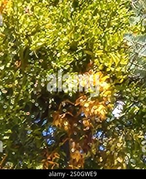 Fir Mistletoe (Phoradendron pauciflorum Stock Photo - Alamy