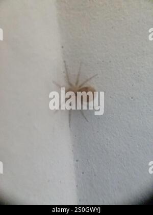 Wall Spider (Oecobius navus Stock Photo - Alamy