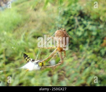 Common Hairy Field Spider (Neoscona subfusca Stock Photo - Alamy