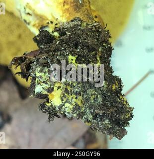 Ornate-stalked bolete (Retiboletus ornatipes Stock Photo - Alamy