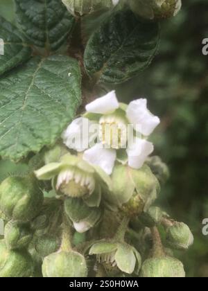Yellow Himalayan Raspberry (Rubus ellipticus Stock Photo - Alamy