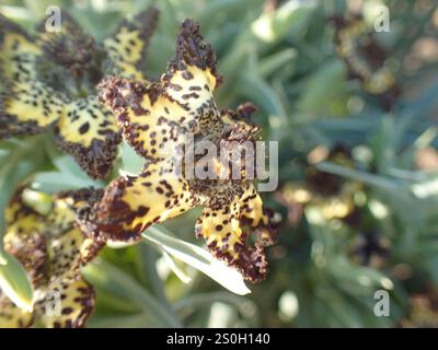 Desert Spiderlily (Ferraria schaeferi Stock Photo - Alamy
