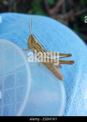 Common Straw Grasshopper (Euchorthippus declivus Stock Photo - Alamy