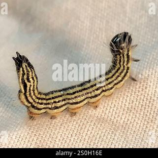 Contracted Datana Moth (Datana contracta Stock Photo - Alamy