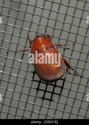 Asiatic Garden Beetle (Maladera formosae Stock Photo - Alamy