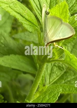 Orange-shouldered Sherbet Moth (Diaphania costata Stock Photo - Alamy