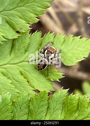 Woodland Jumping Spider (Evarcha falcata), Arachnida, Auerbach, Zwickau ...