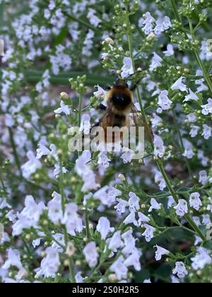 Red-belted Bumble Bee (Bombus rufocinctus), Insecta, Waukegan Savanna ...