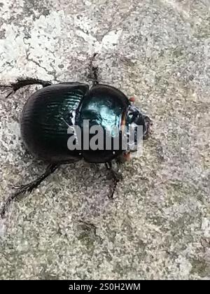 Baly's Earth-boring Beetle (Geotrupes balyi Stock Photo - Alamy