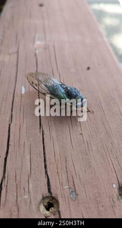 Swamp Cicada (Neotibicen tibicen Stock Photo - Alamy