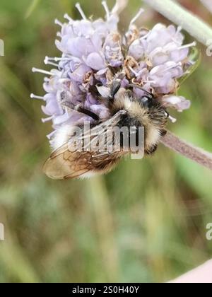 Bohemian Cuckoo Bumble bee (Bombus bohemicus Stock Photo - Alamy