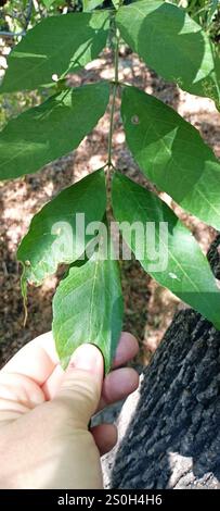 Shamel Ash (Fraxinus uhdei Stock Photo - Alamy