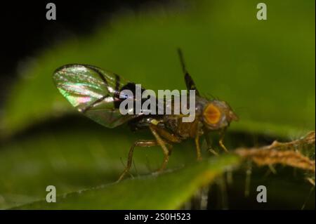 Spectacled Berry Fly (Anomoia purmunda Stock Photo - Alamy