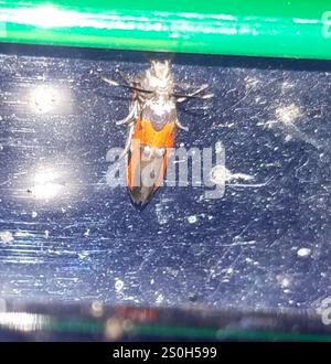 Kermes Scale Moth (Euclemensia bassettella) Insecta Stock Photo - Alamy