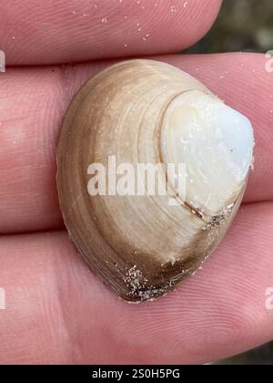 Atlantic Rangia (Rangia cuneata Stock Photo - Alamy