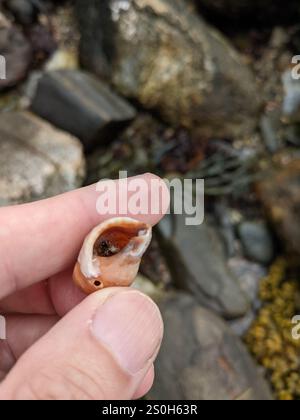 Atlantic Dogwhelk (Nucella lapillus Stock Photo - Alamy