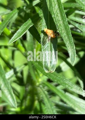Giant Ragweed Fruit Fly (Euaresta festiva) Insecta Stock Photo - Alamy