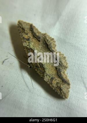 Maple Zale Moth, Zale galbanata Stock Photo - Alamy