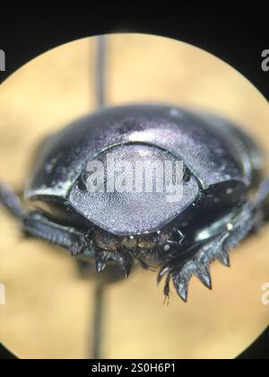 Eastern Tumblebug (Canthon pilularius Stock Photo - Alamy