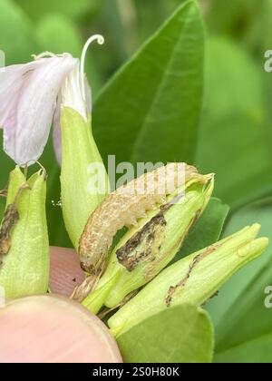 Campion (Sideridis rivularis Stock Photo - Alamy