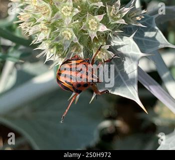 Semipunctated Shield Bug (Graphosoma semipunctatum Stock Photo - Alamy