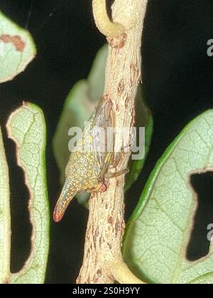 Oak Treehopper (Platycotis vittata Stock Photo - Alamy
