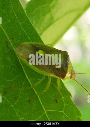 Green Burgundy Stink Bug (Banasa dimidiata Stock Photo - Alamy