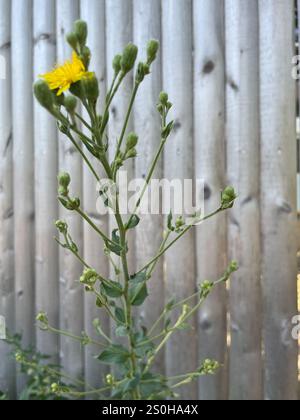 New England Hawkweed (Hieracium sabaudum Stock Photo - Alamy