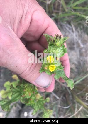 Malva de Caballo (Malachra capitata) Plantae Stock Photo - Alamy