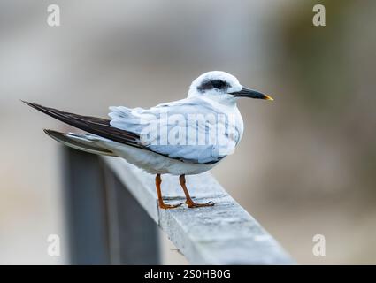Snowy-crowned Tern (Sterna trudeaui Stock Photo - Alamy