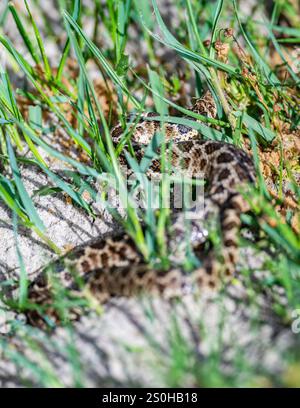 South American Hognose Snake (Xenodon dorbignyi), Reptilia, Maracó, La ...