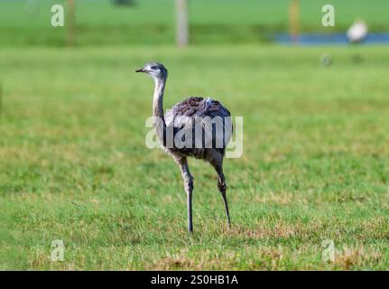 A Greater Rhea (Rhea americana) roaming on open grass field. State of ...