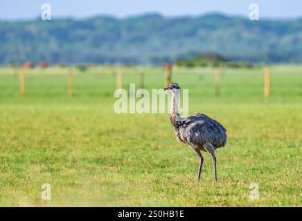 A Greater Rhea (Rhea americana) roaming on open grass field. State of ...