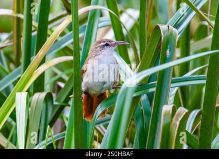 A Curve-billed Reedhaunter (Limnornis curvirostris) foraging in tall ...