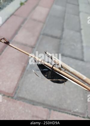 Giant Water Scavenger Beetles (Hydrophilus Stock Photo - Alamy