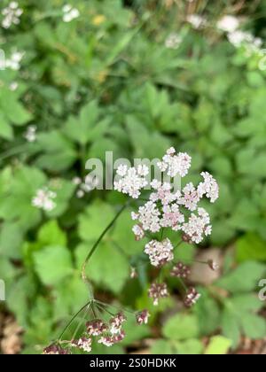 hedge parslies (Torilis Stock Photo - Alamy
