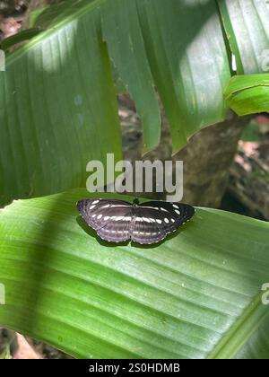 Sullied Brown Sailer (Neptis nata Stock Photo - Alamy