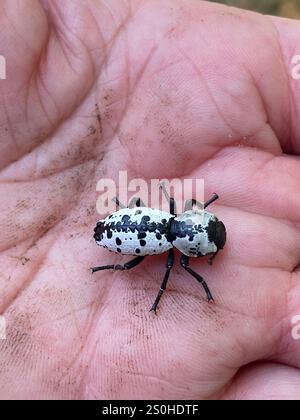 Texas Ironclad Beetle (Zopherus nodulosus haldemani Stock Photo - Alamy