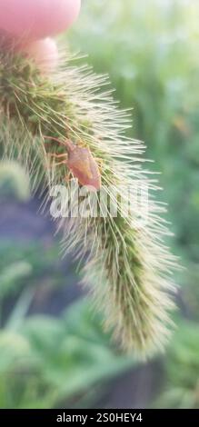 Rice Stink Bug (Oebalus pugnax Stock Photo - Alamy