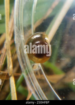 Glass Snails (Oxychilidae Stock Photo - Alamy