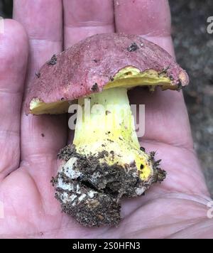 Butter Boletes (Butyriboletus Stock Photo - Alamy