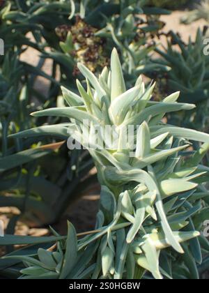 Desert Spiderlily (Ferraria schaeferi Stock Photo - Alamy